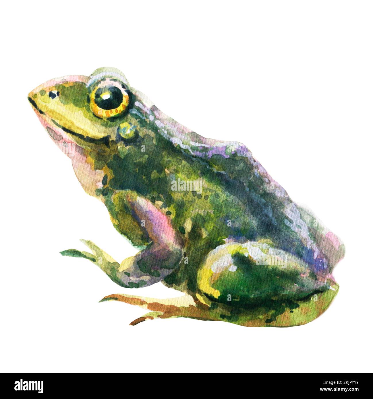 Green frog watercolor isolated on white background Stock Photo - Alamy