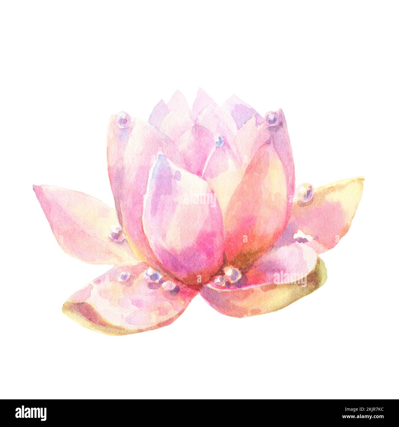 Pink water lily flower with dew drops, watercolor illustration isolated ...