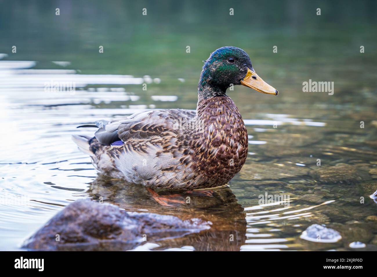 Mallard molting hi-res stock photography and images - Alamy