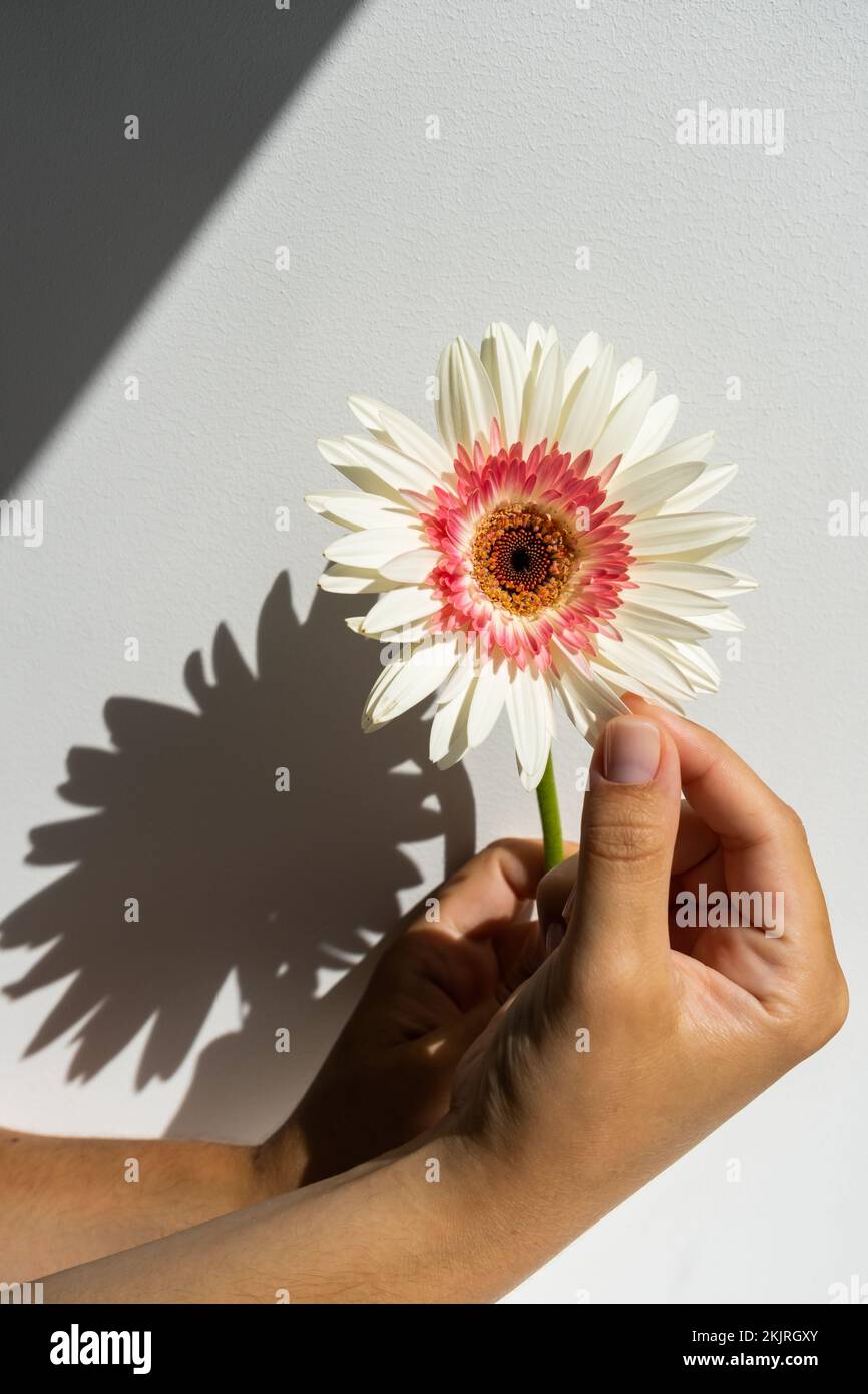 Hand tears off the petals of white gerbera flower on the white ...