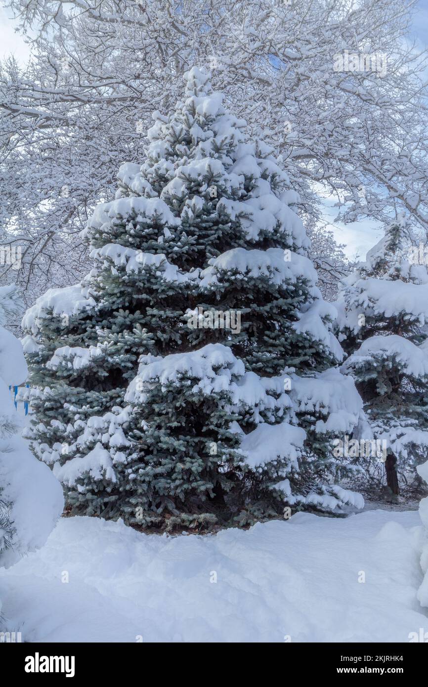 Trees covered with snow in sunny winter day Stock Photo - Alamy
