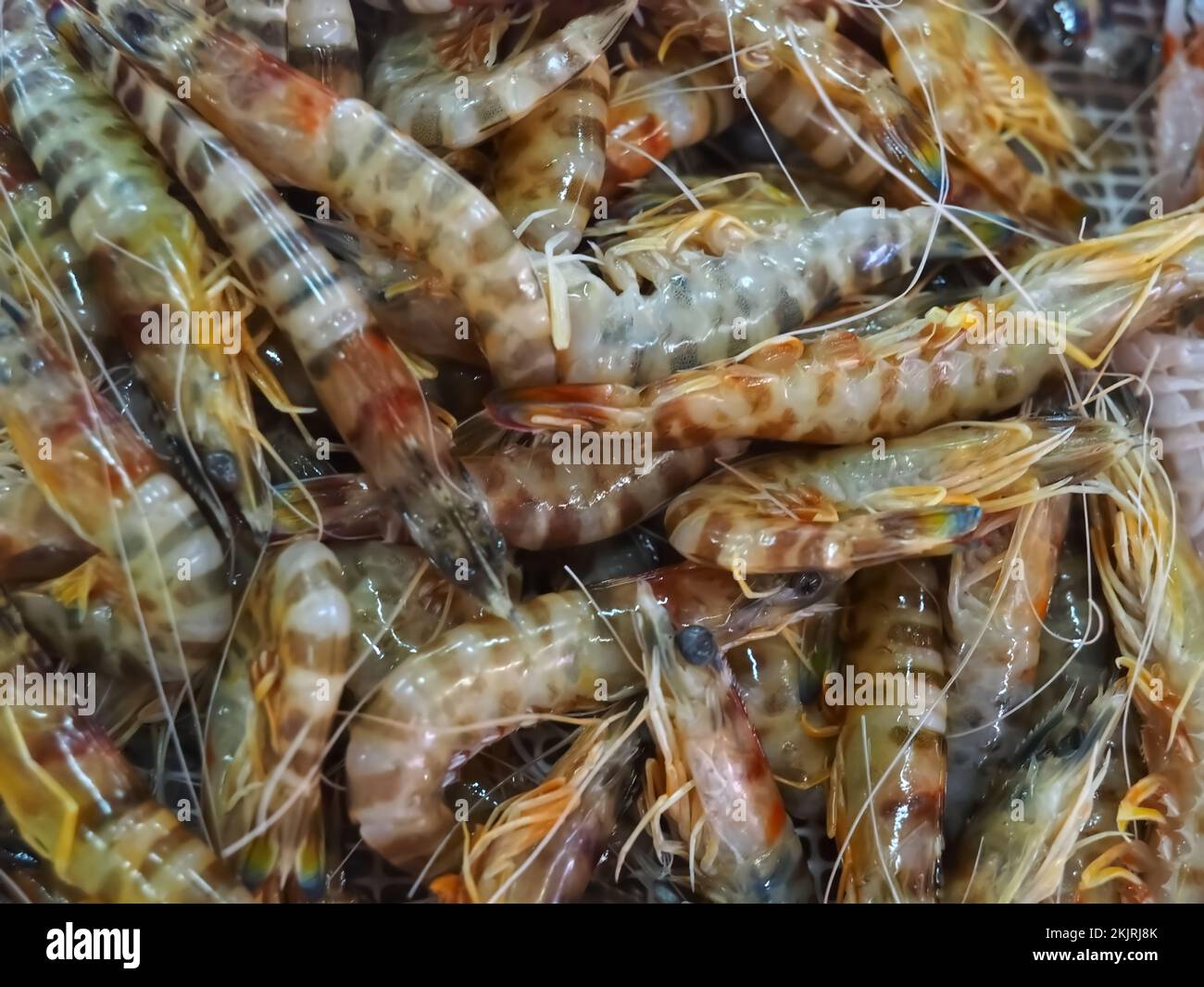 Zebra shrimp hi-res stock photography and images - Alamy