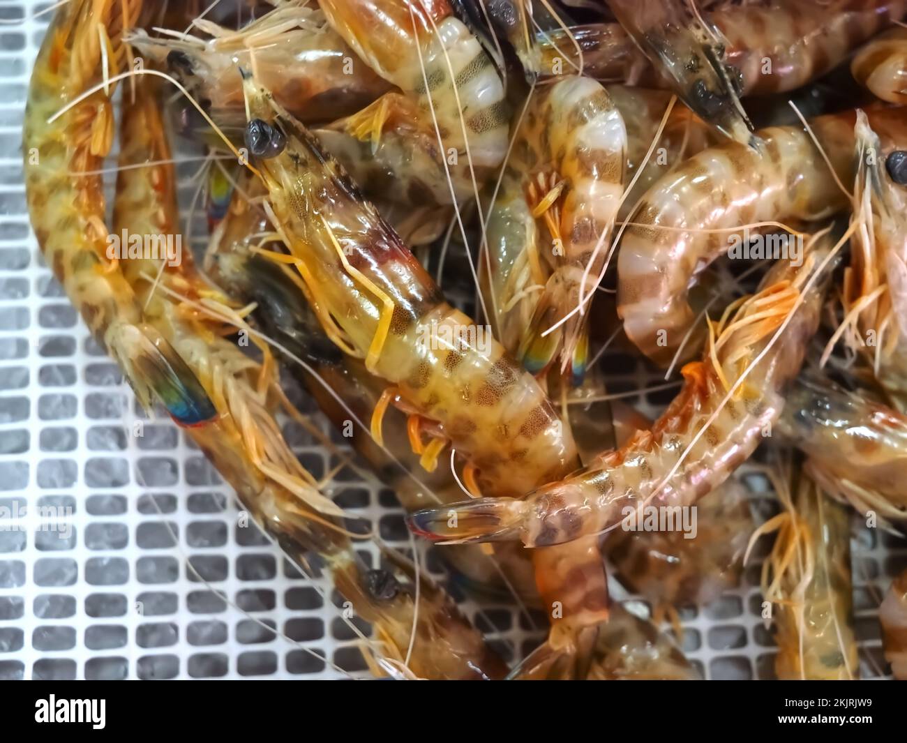 Big zebra fish hi-res stock photography and images - Alamy