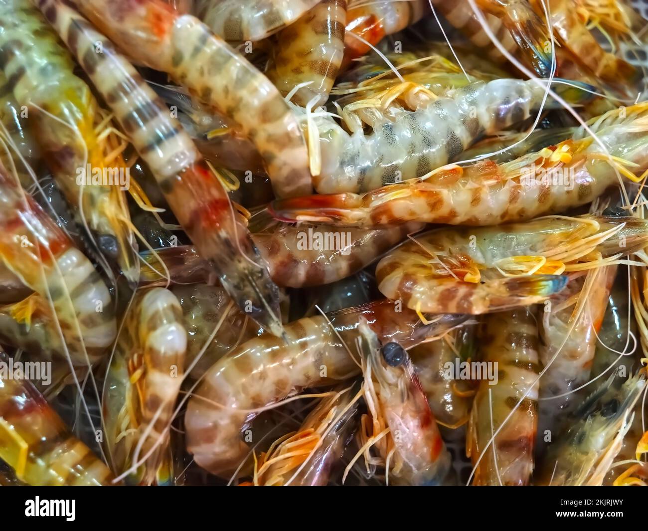 Zebra shrimp hi-res stock photography and images - Alamy