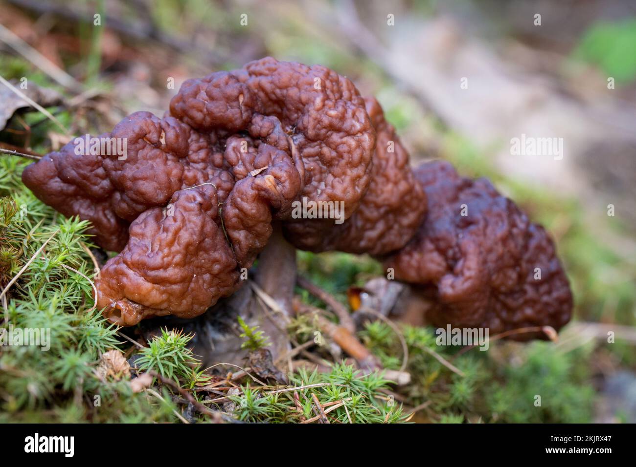 Falsa colmenilla hi-res stock photography and images - Alamy