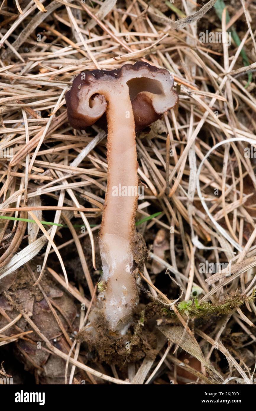 A False Morel Mushroom, Gyromitra esculenta, sliced in half. This ...