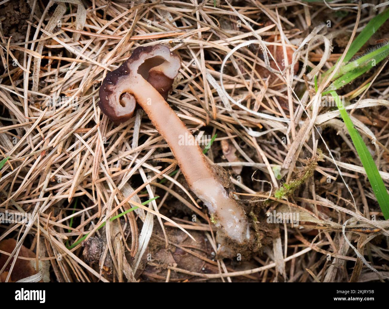 Falsa colmenilla hi-res stock photography and images - Alamy