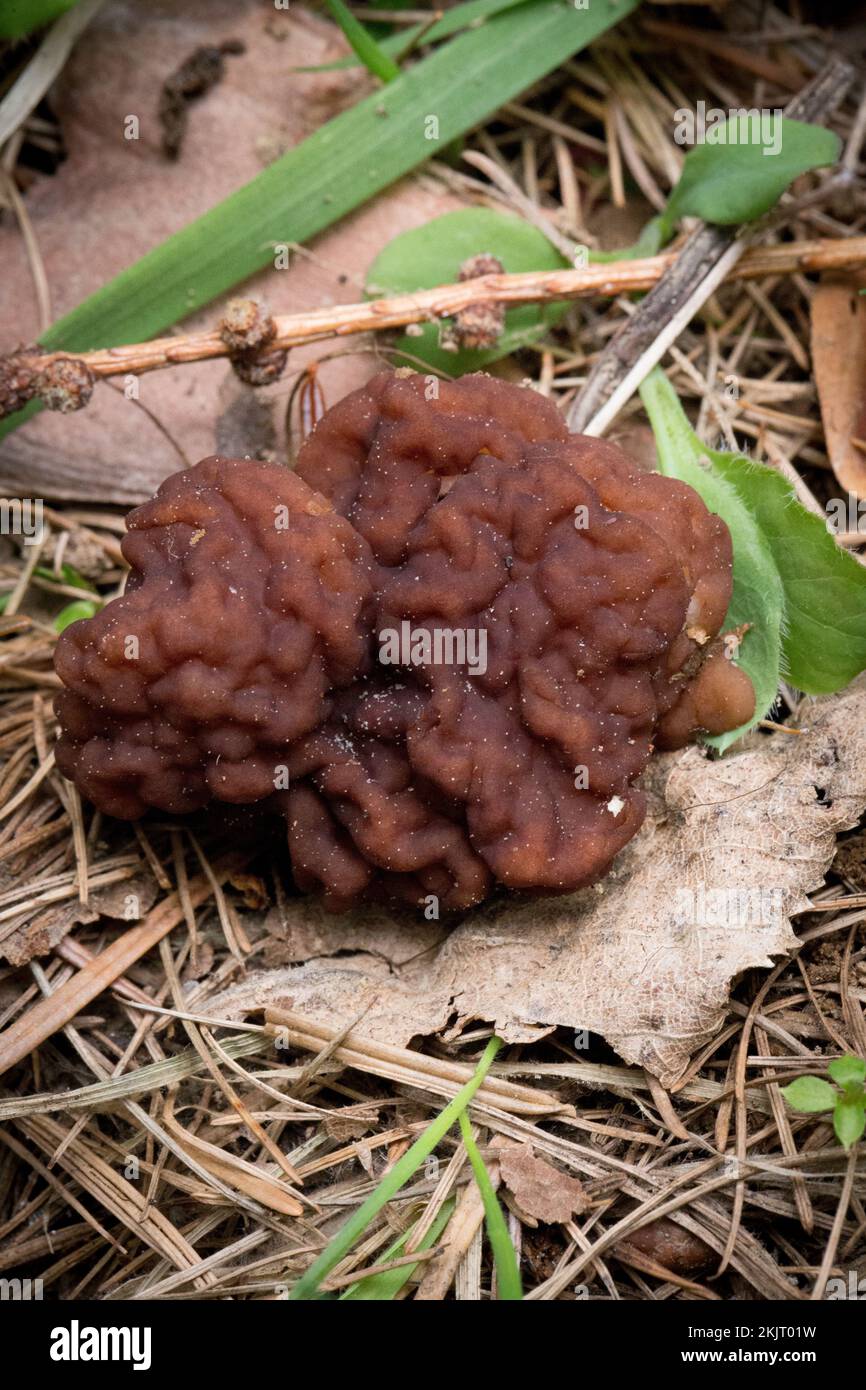 A False Morel Mushroom, Gyromitra esculenta, growing under mixed fir ...