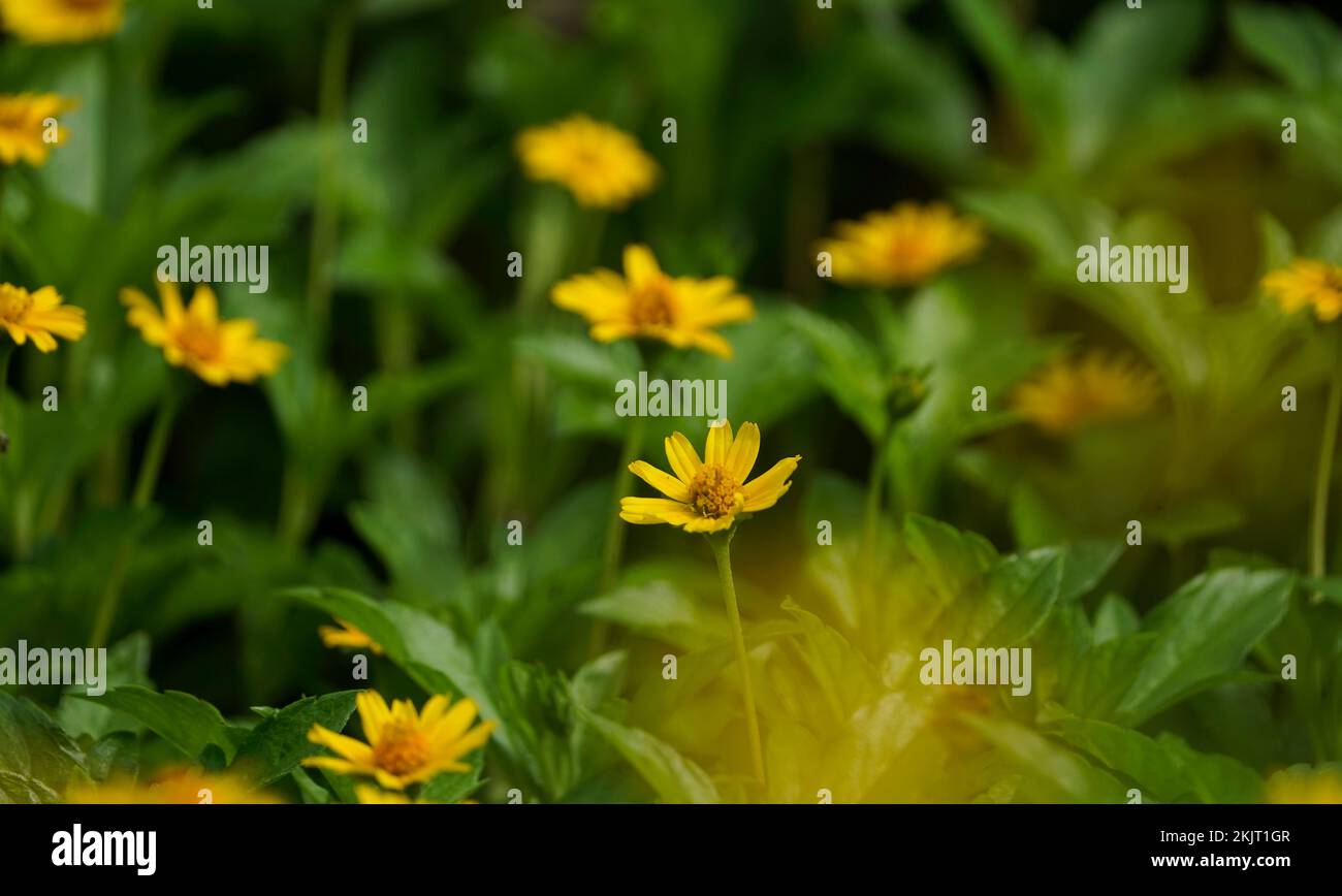 Singapore daisy leaf hi-res stock photography and images - Alamy