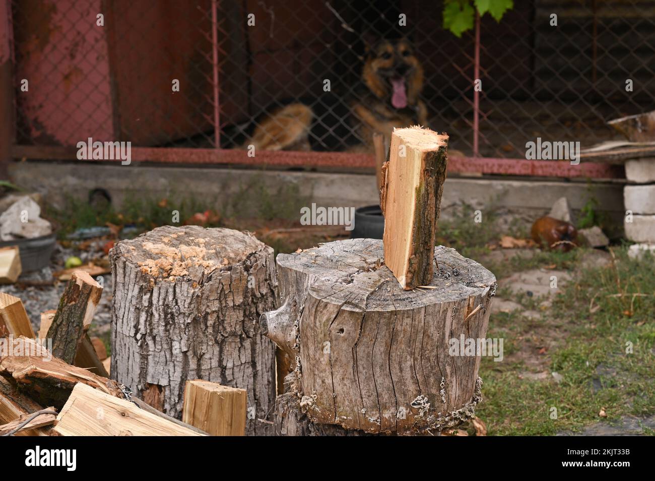 Acacia tree stump hi-res stock photography and images - Alamy