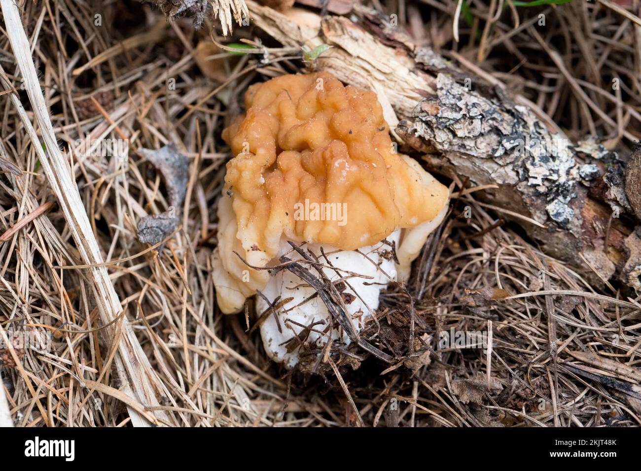 Helvella gigas hi-res stock photography and images - Alamy