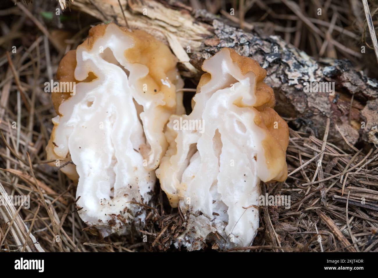 The cross section of a False Morel Mushroom, Gyromitra montana, nestled ...