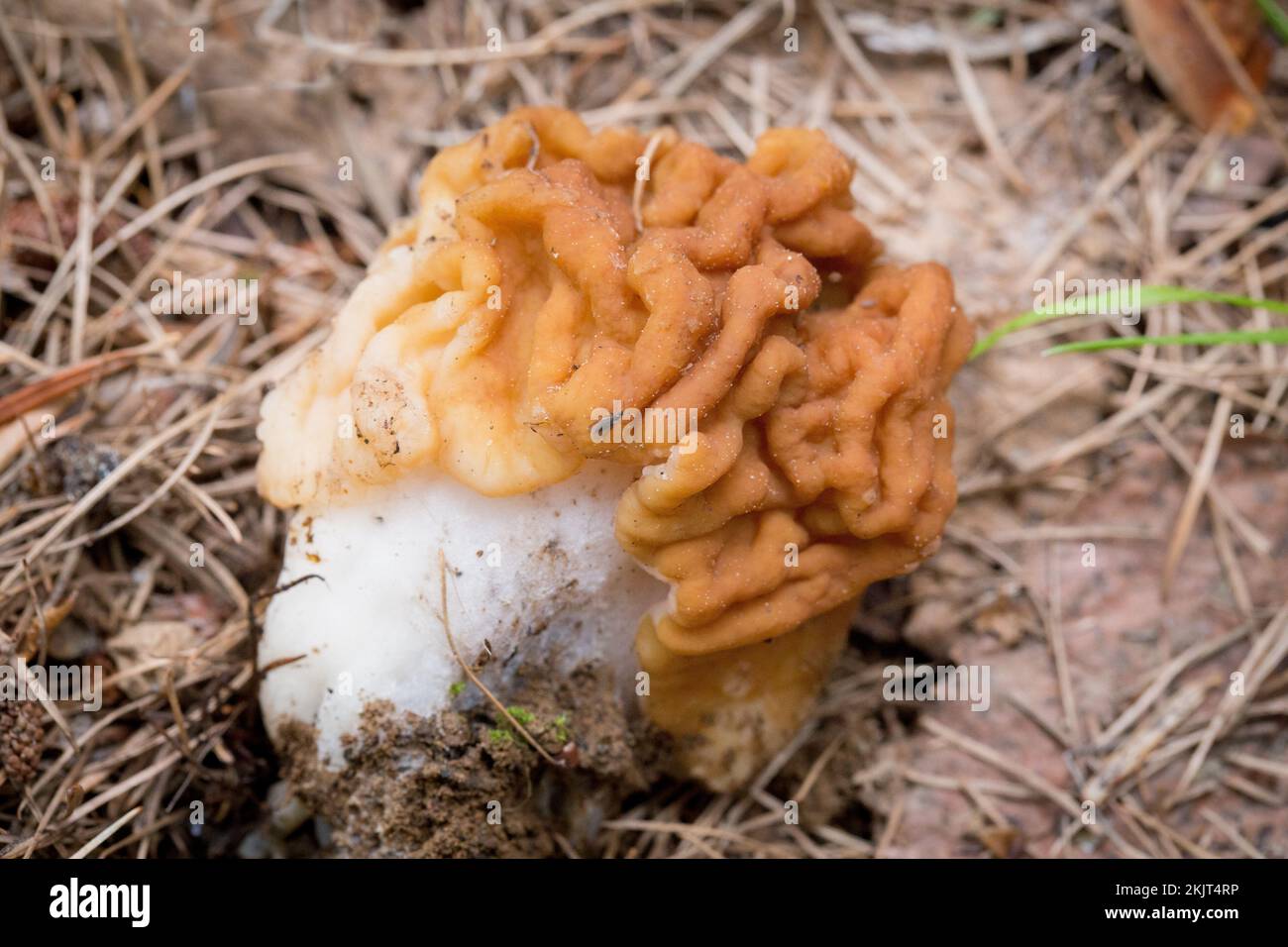 Helvella gigas hi-res stock photography and images - Alamy