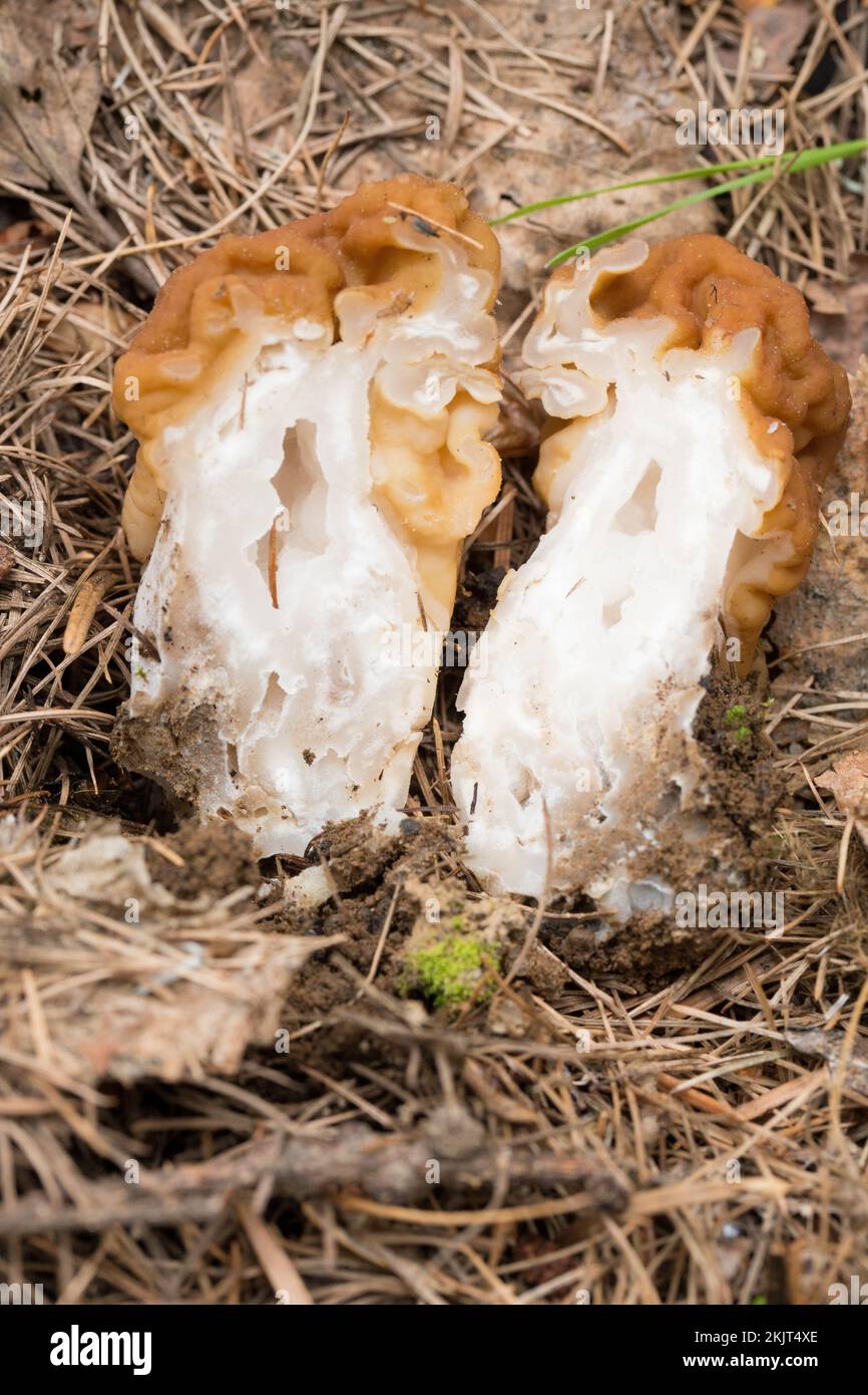 Helvella gigas hi-res stock photography and images - Alamy