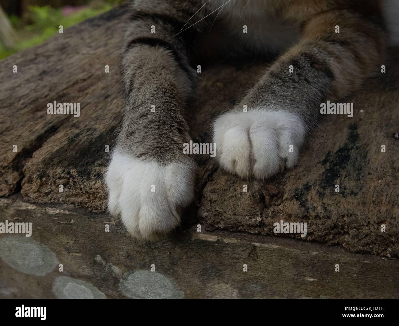 Lcal cat hi-res stock photography and images - Alamy