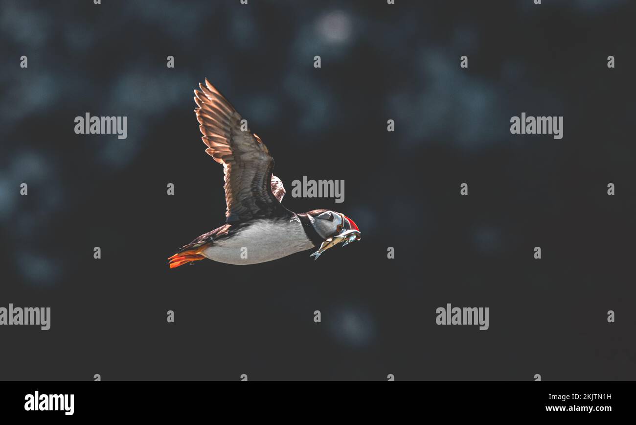 Puffin back-lit with sand eels in beak Stock Photo - Alamy