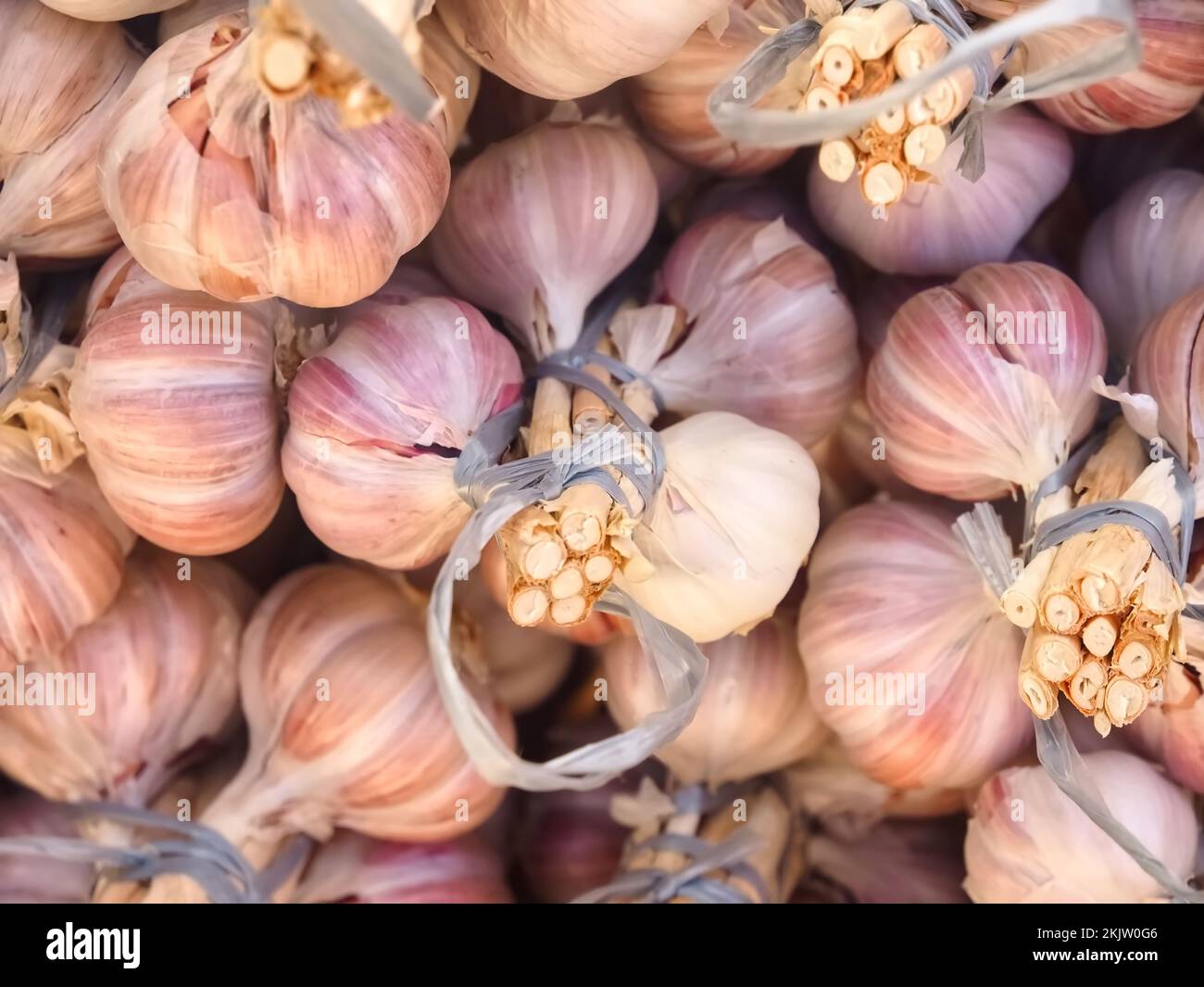 Fresh raw garlic bulbs in strands with ribbons for cooking Stock Photo ...