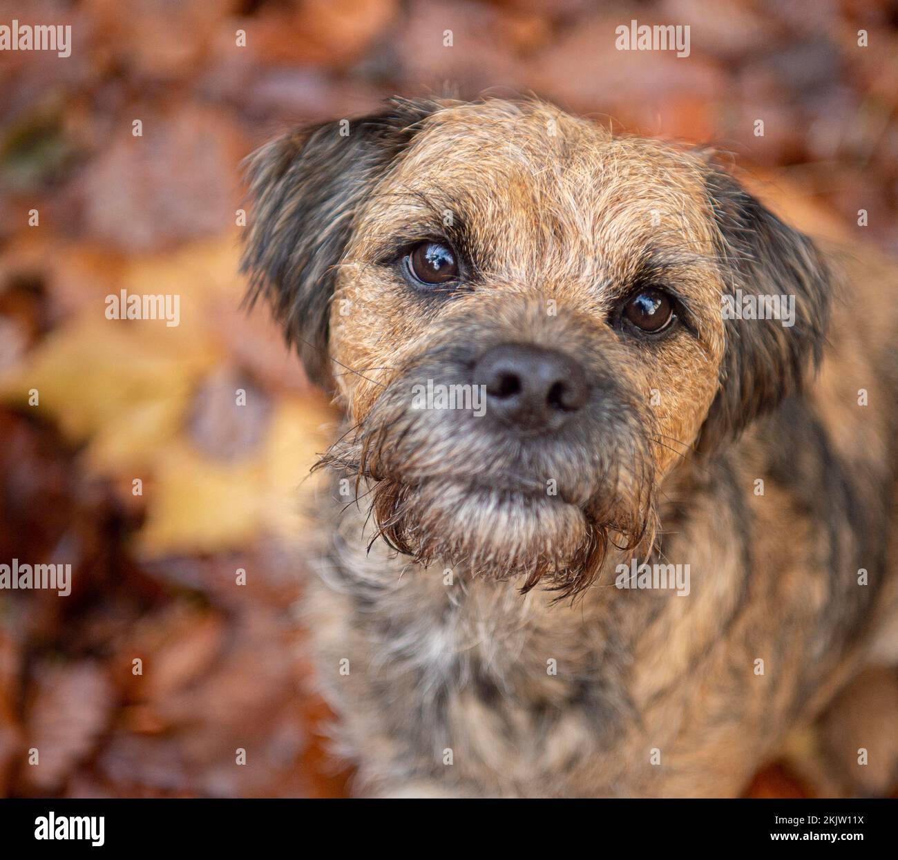 Border Terrier dog Stock Photo - Alamy