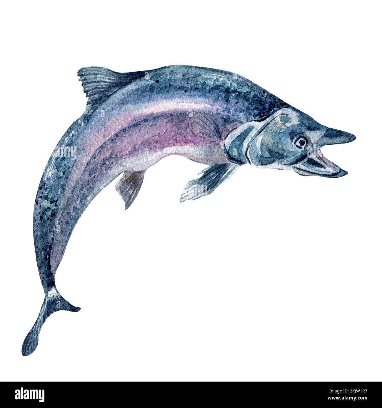 Single salmon, trout watercolor illustration isolated on white ...