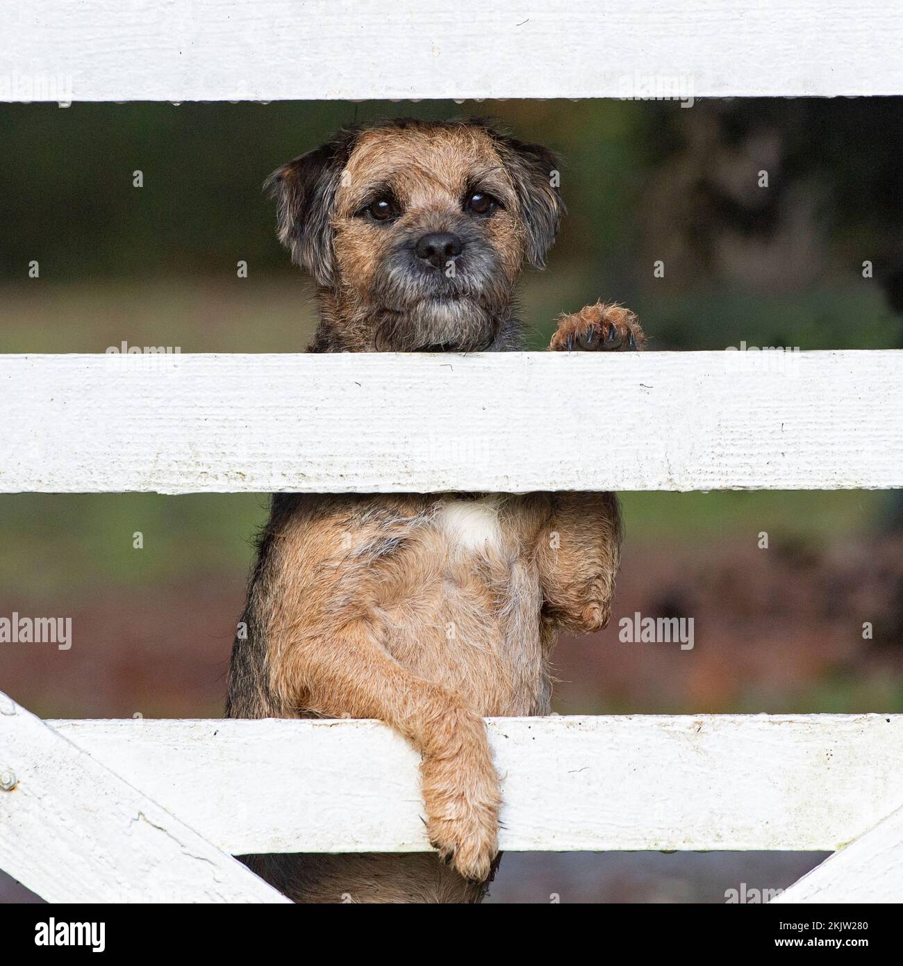 Border Terrier dog Stock Photo - Alamy