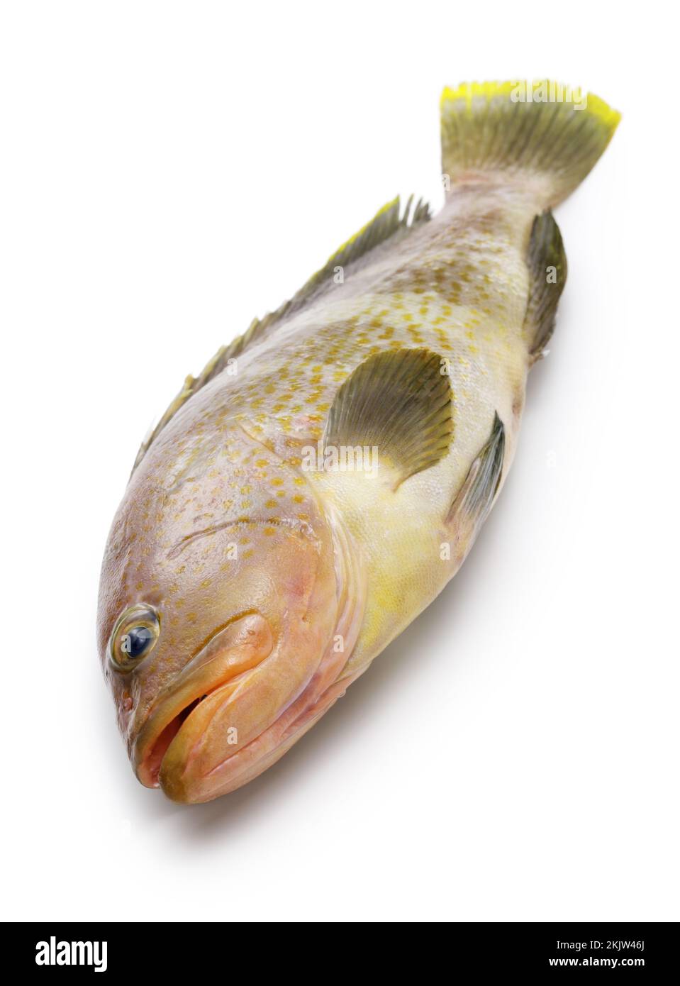 yellow grouper isolated on white background Stock Photo - Alamy