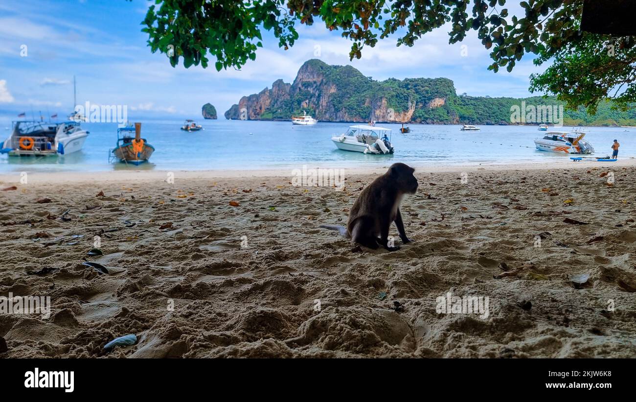 Monkey at the beach in Koh Phi Phi Thailand, Monkey beach Phi Phi Stock Photo - Alamy