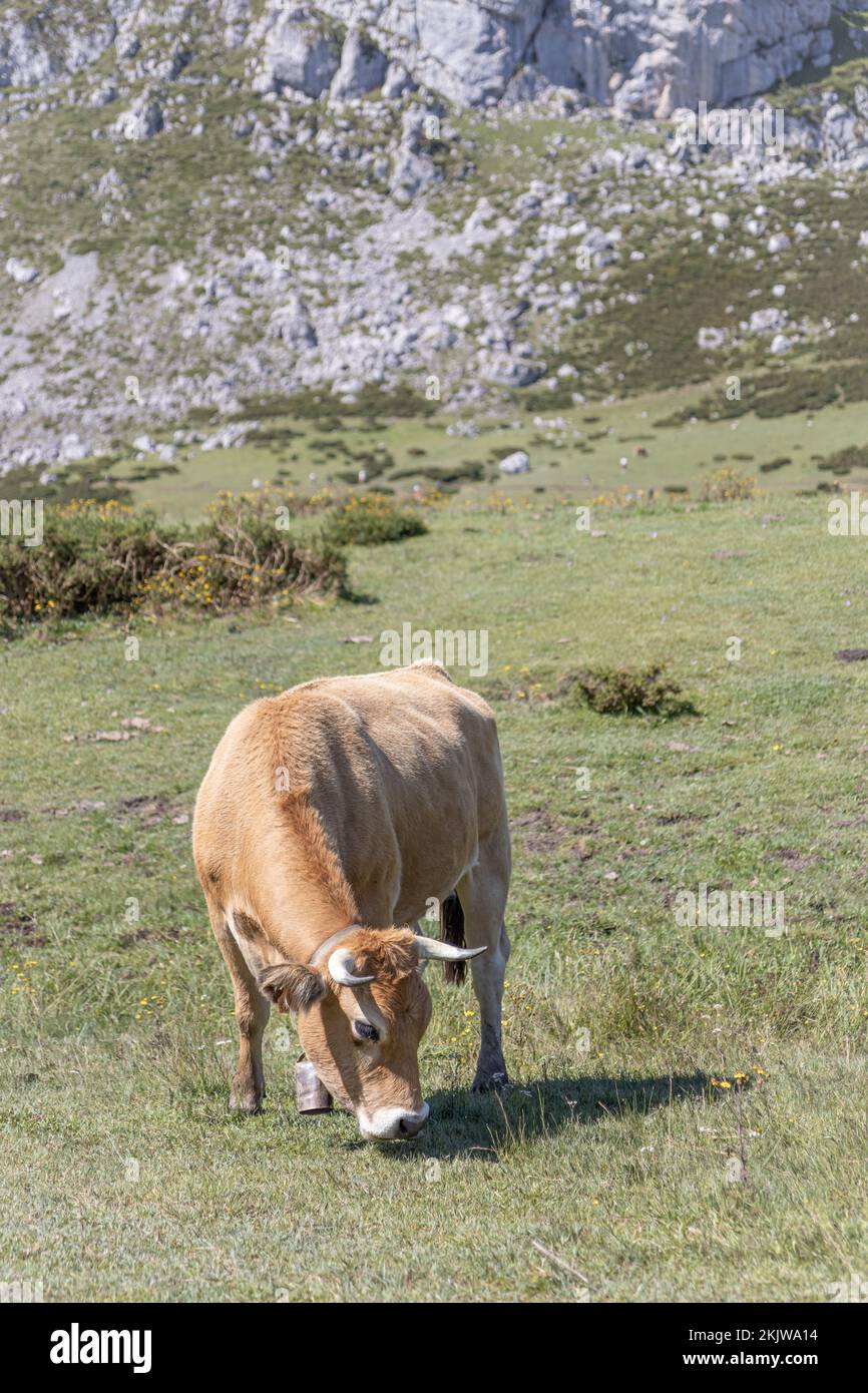 Asturian Mountain cattle (cow) in Picos de Europa National Park ...
