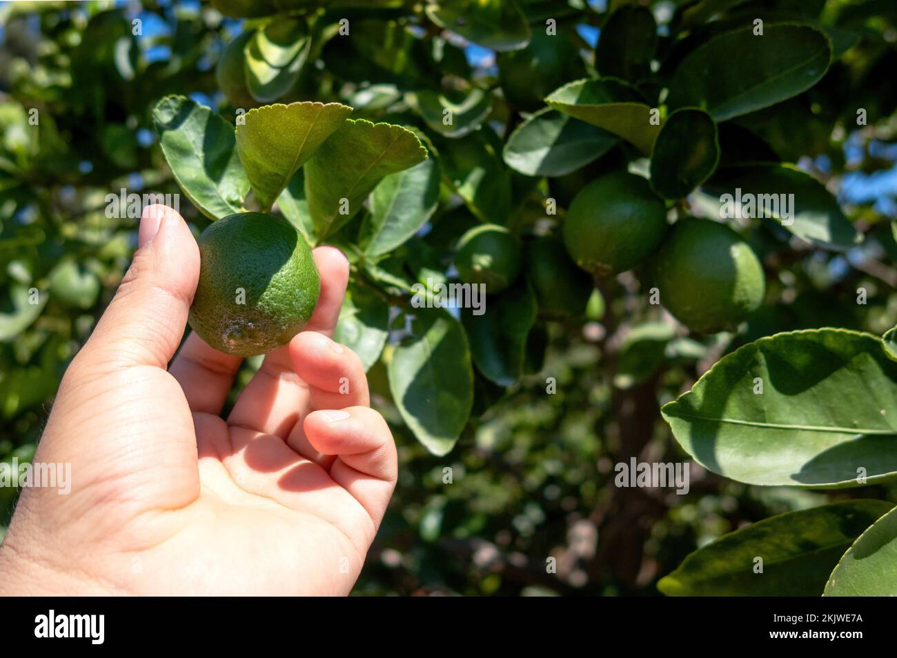 Hand picking ripe lemon hi-res stock photography and images - Alamy
