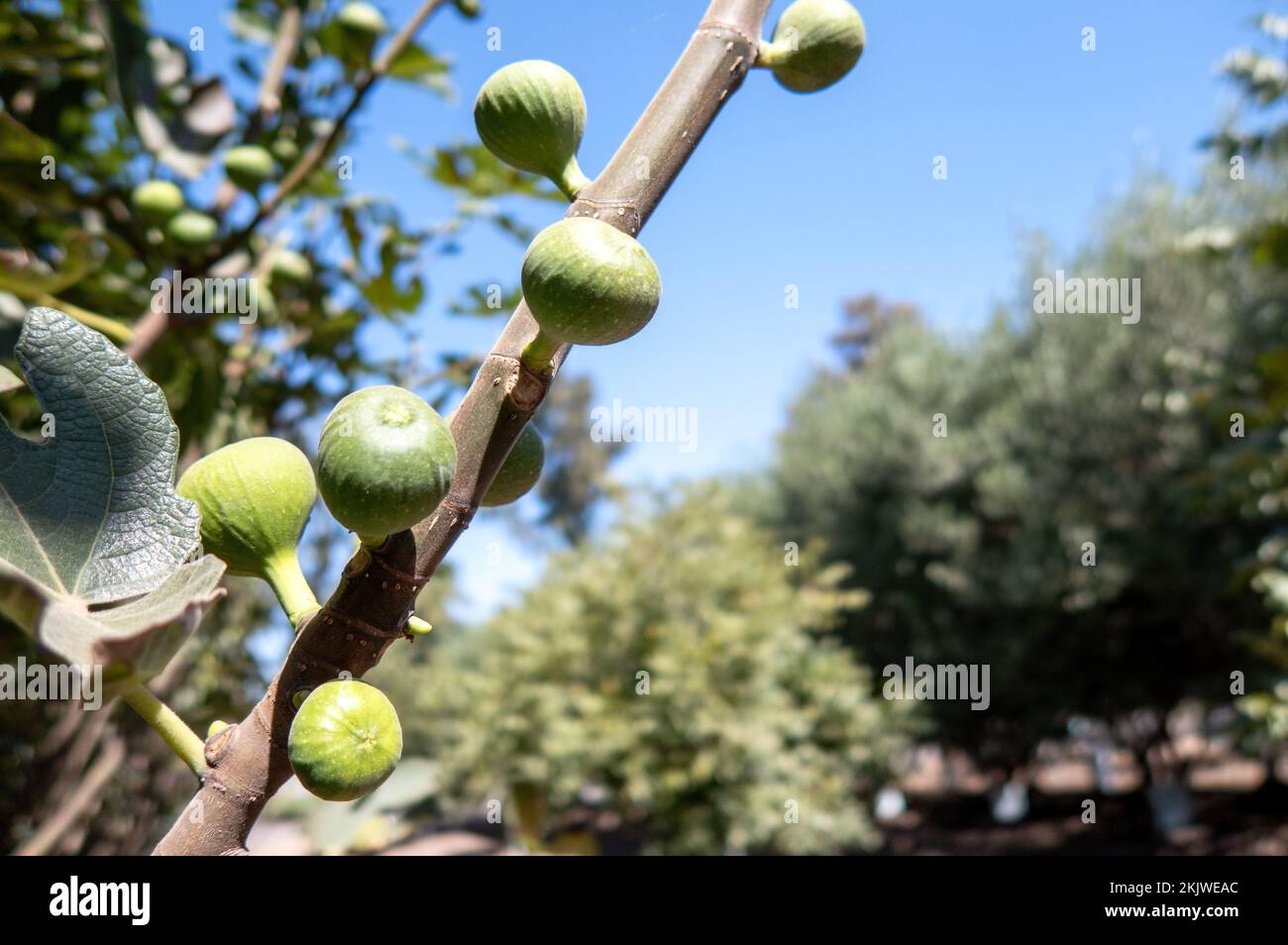 Crecimiento tropical hi-res stock photography and images - Alamy