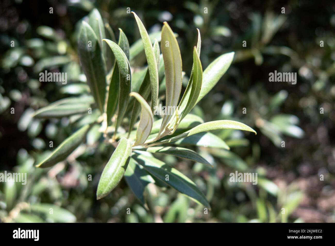 Oil plant mexico hi-res stock photography and images - Alamy
