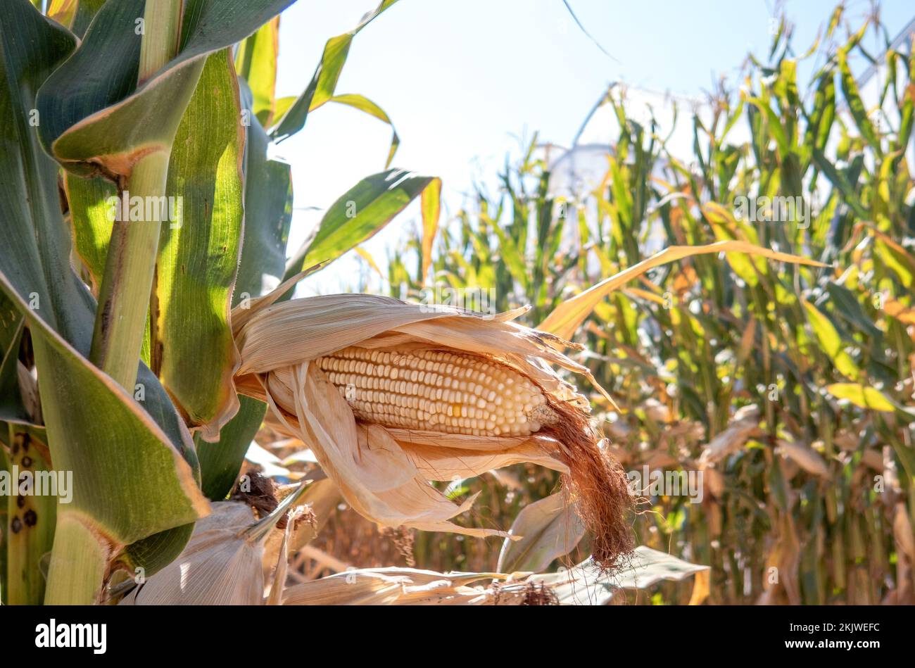 A Corn cobs in corn plantation field Stock Photo - Alamy