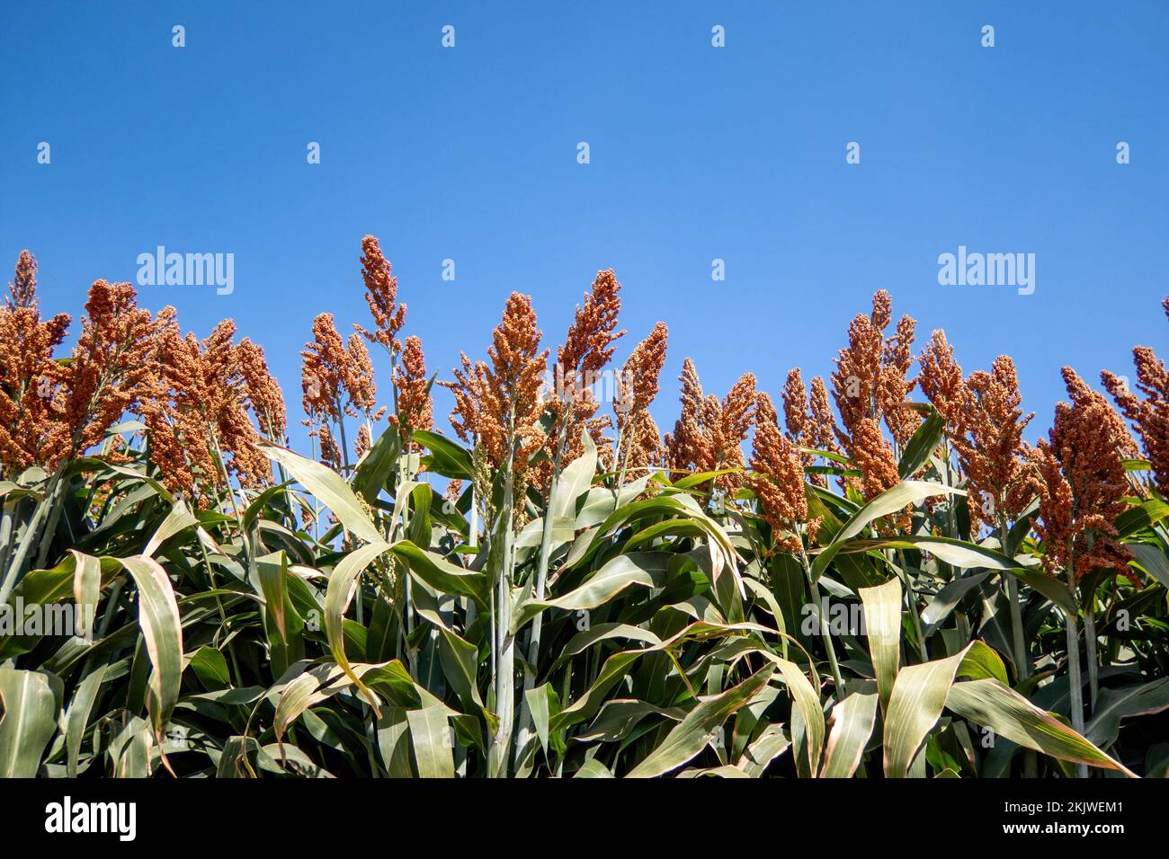 Sweet Sorghum Plant