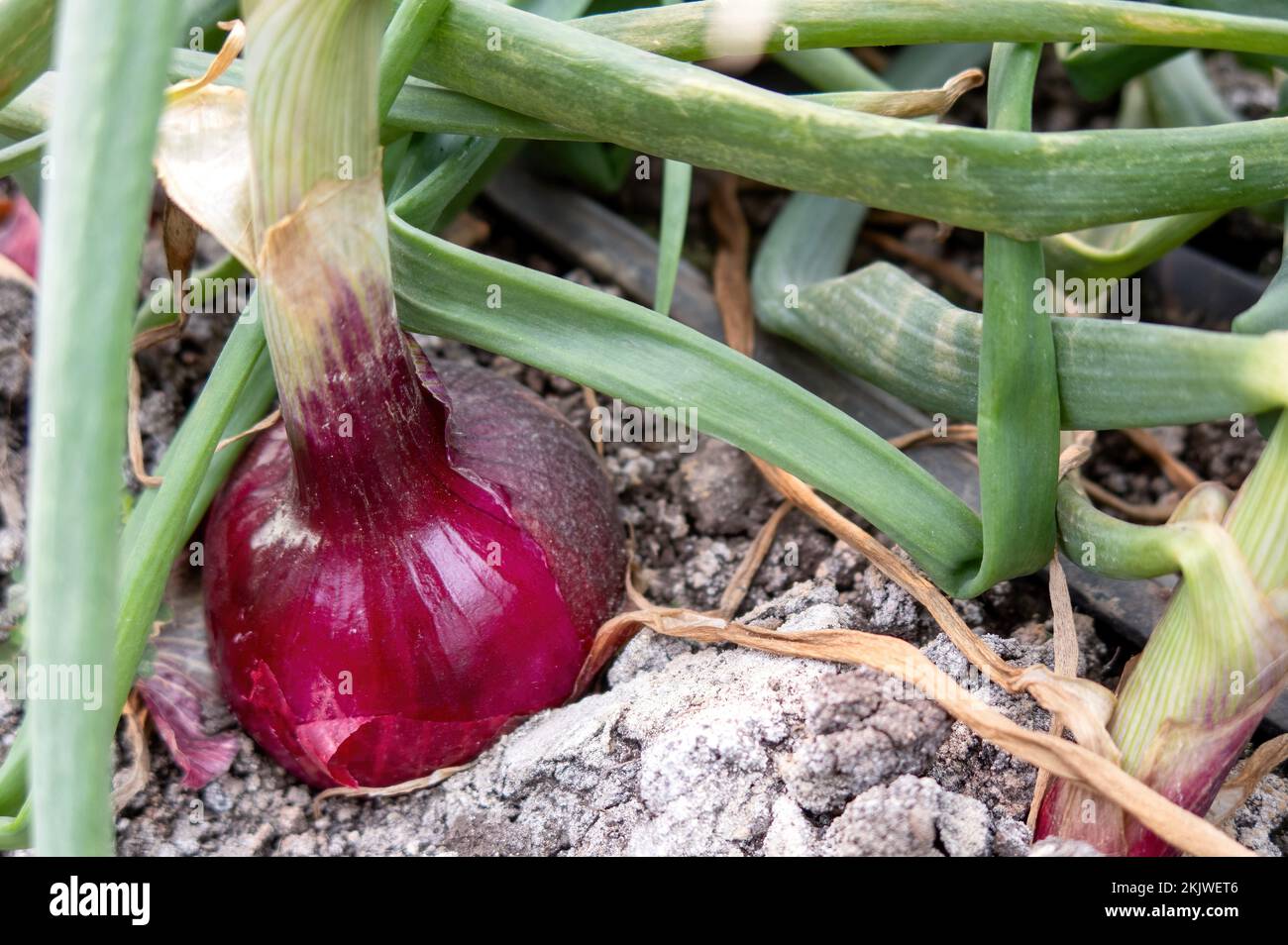 A Red onion growing in a garden Stock Photo - Alamy