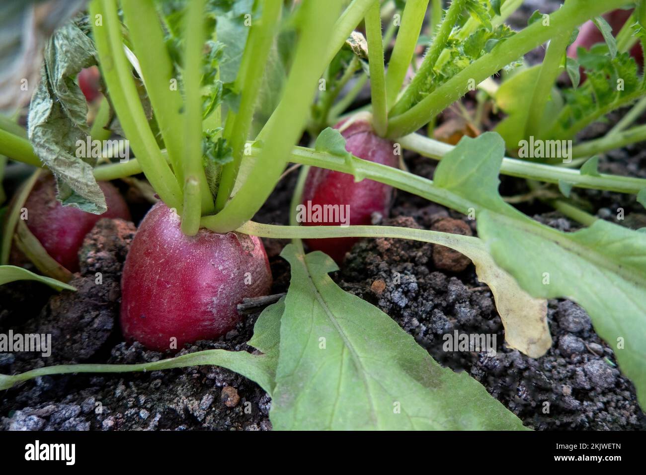 A Red onion growing in a garden Stock Photo - Alamy