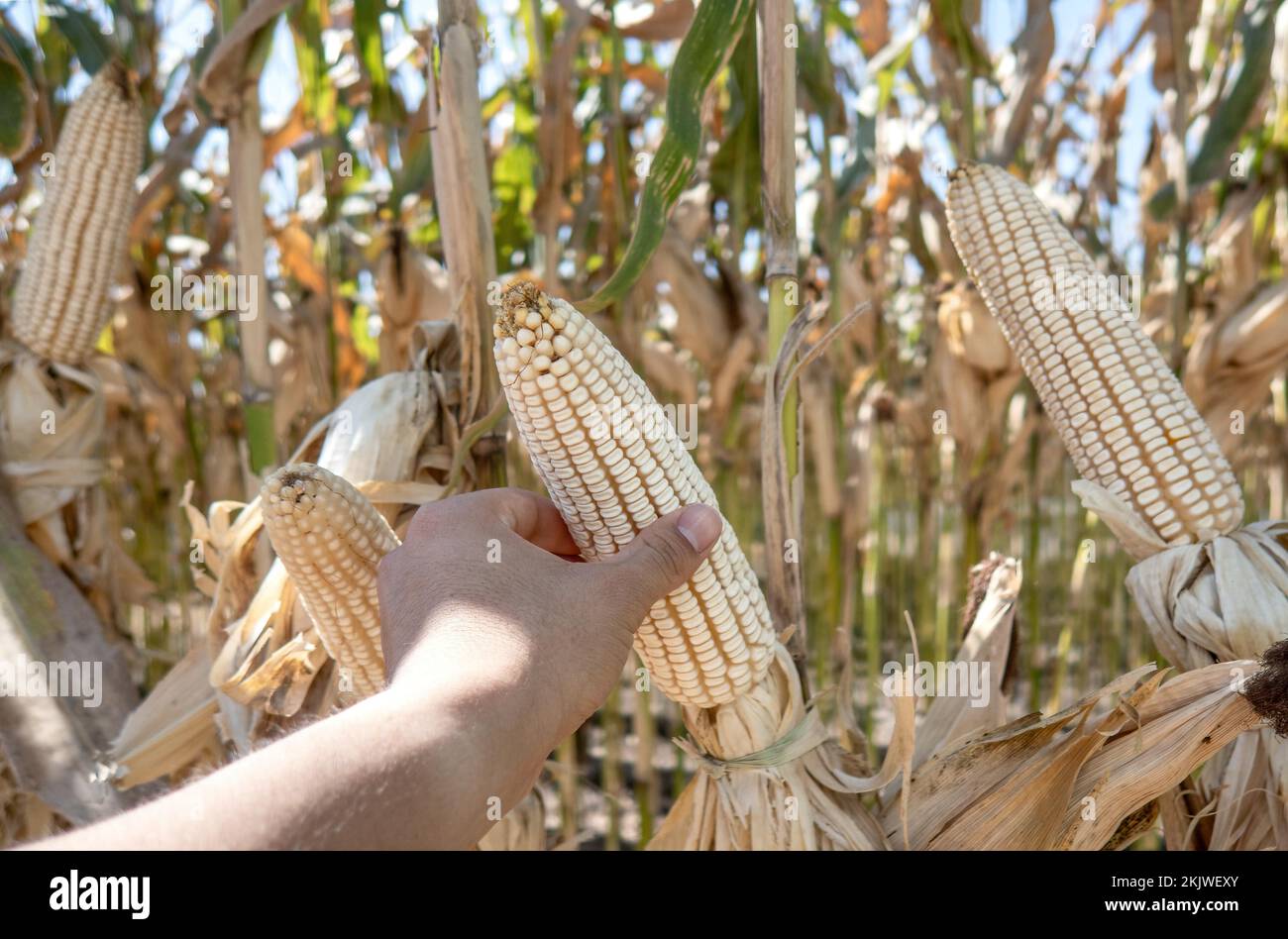 Man holding corn cobs hi-res stock photography and images - Alamy