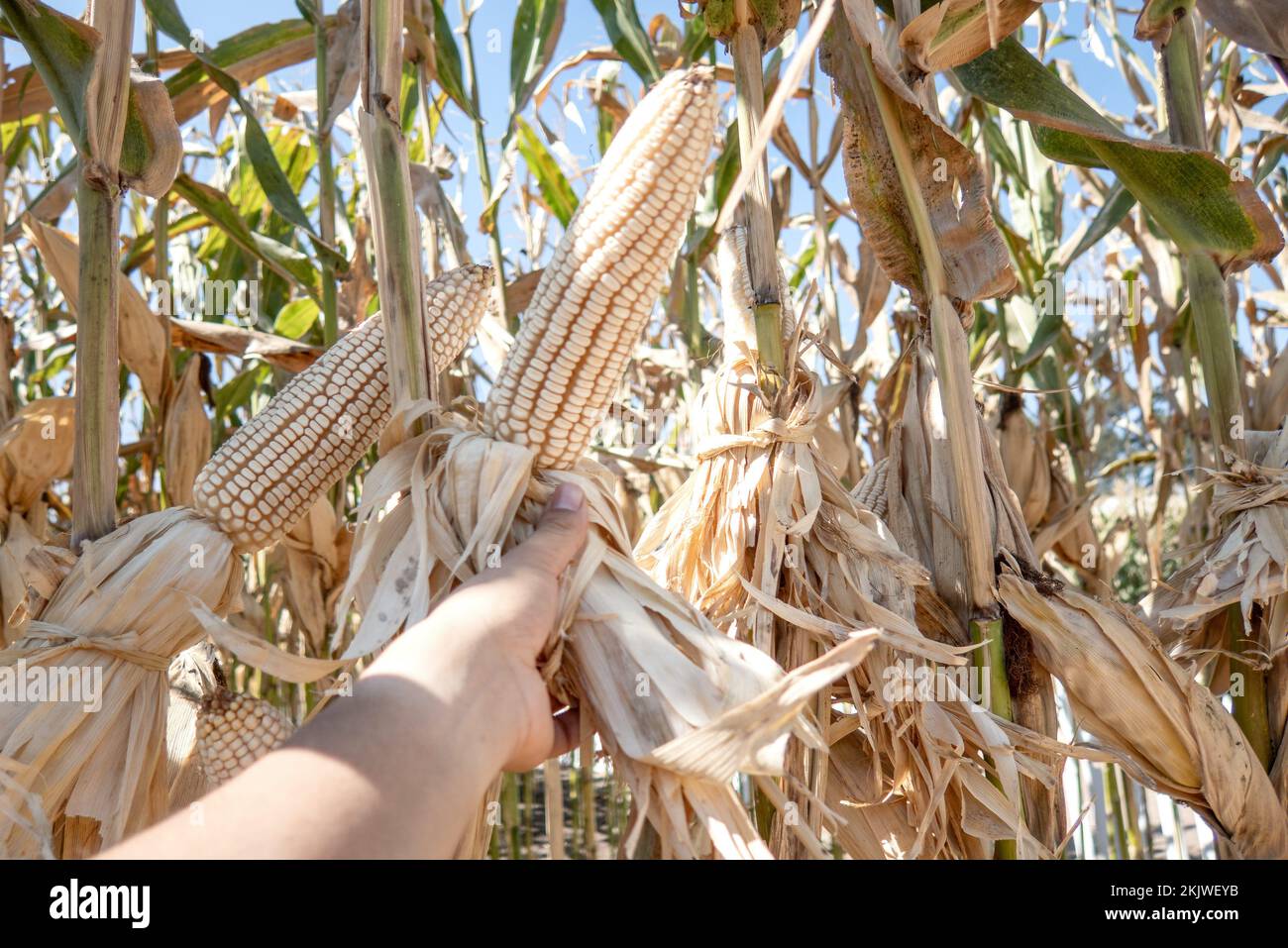 Farmer holding corn cobs hi-res stock photography and images - Alamy