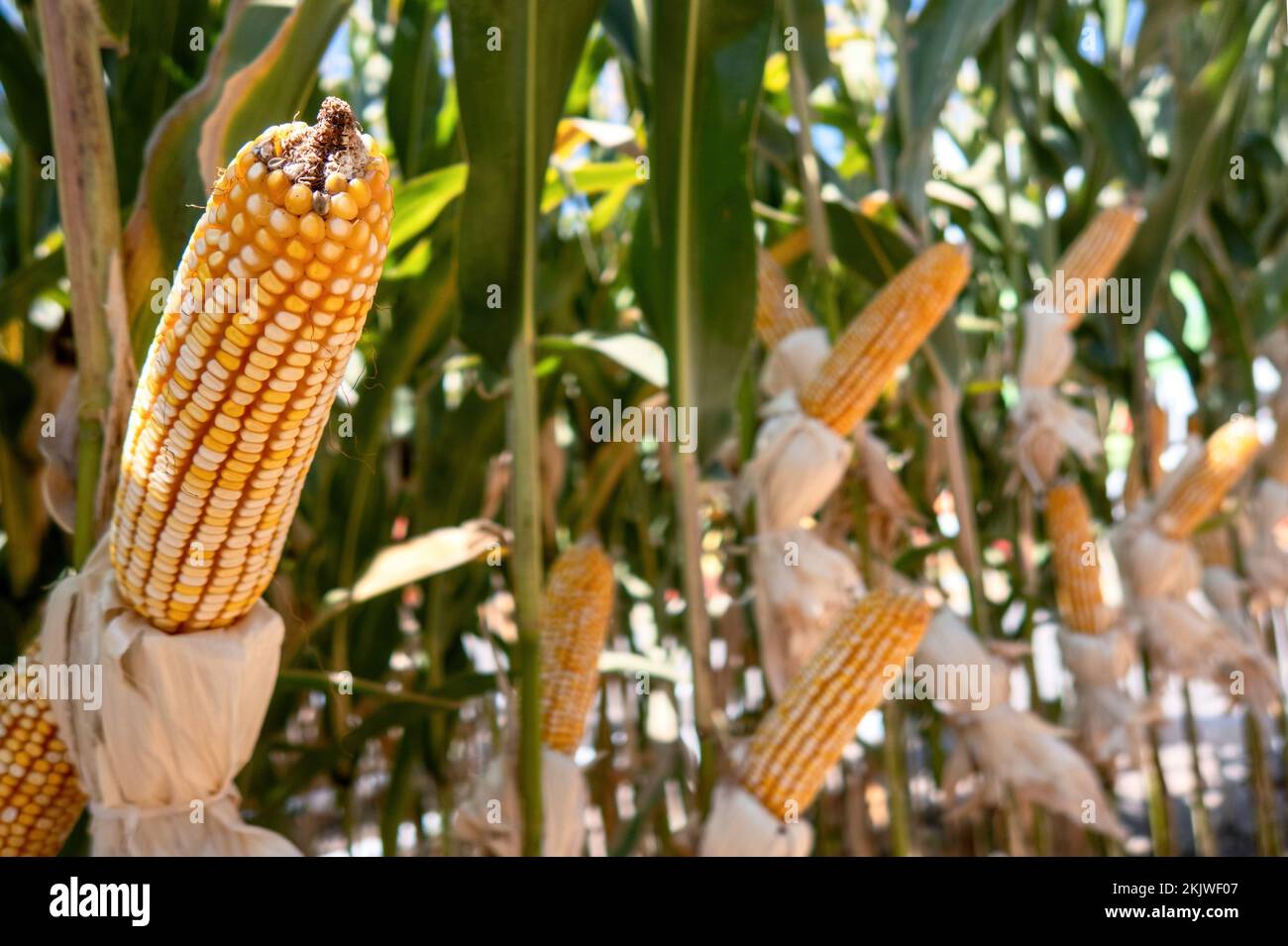 A Corn cobs in corn plantation field Stock Photo - Alamy