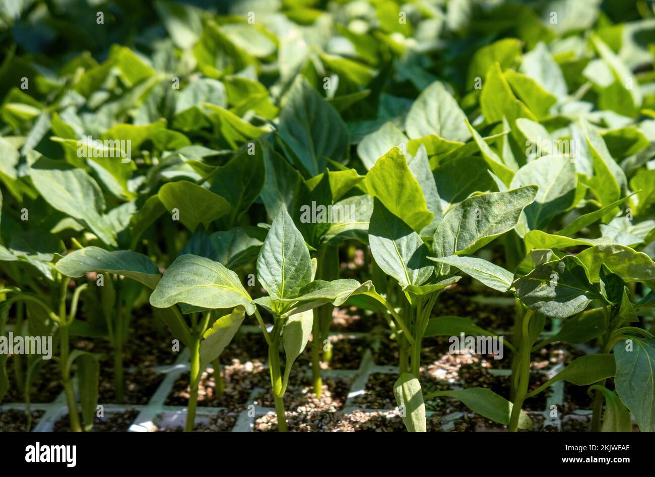 A close up new leaf ,young seedlings of chilli on tray Stock Photo - Alamy