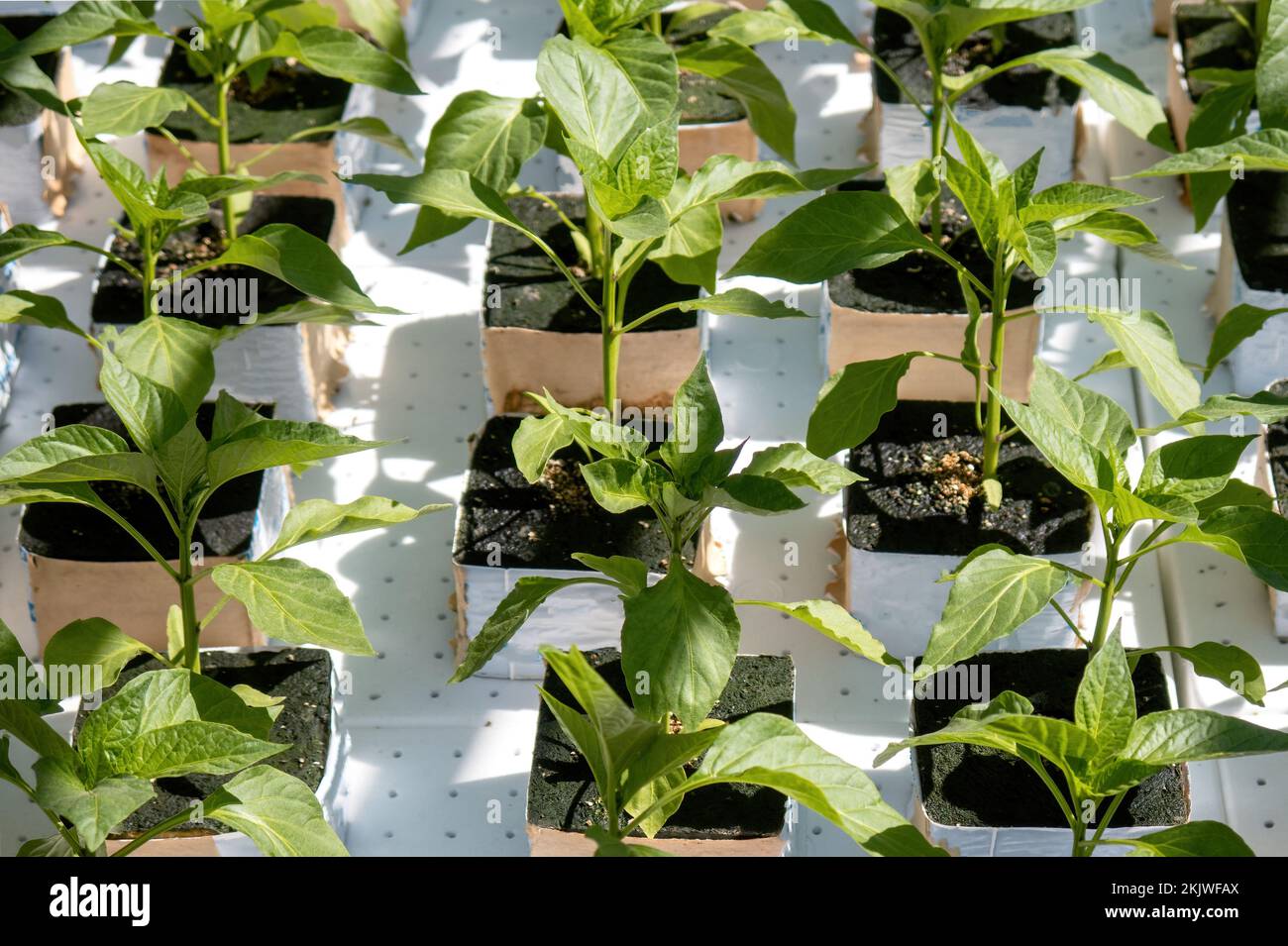 A close up new leaf ,young seedlings of chilli on tray Stock Photo - Alamy