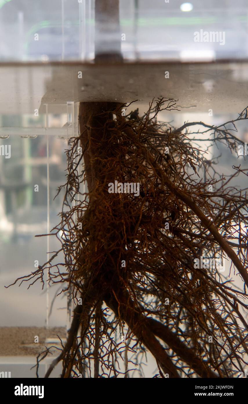 A Big plant root in water in a glass jar Stock Photo - Alamy