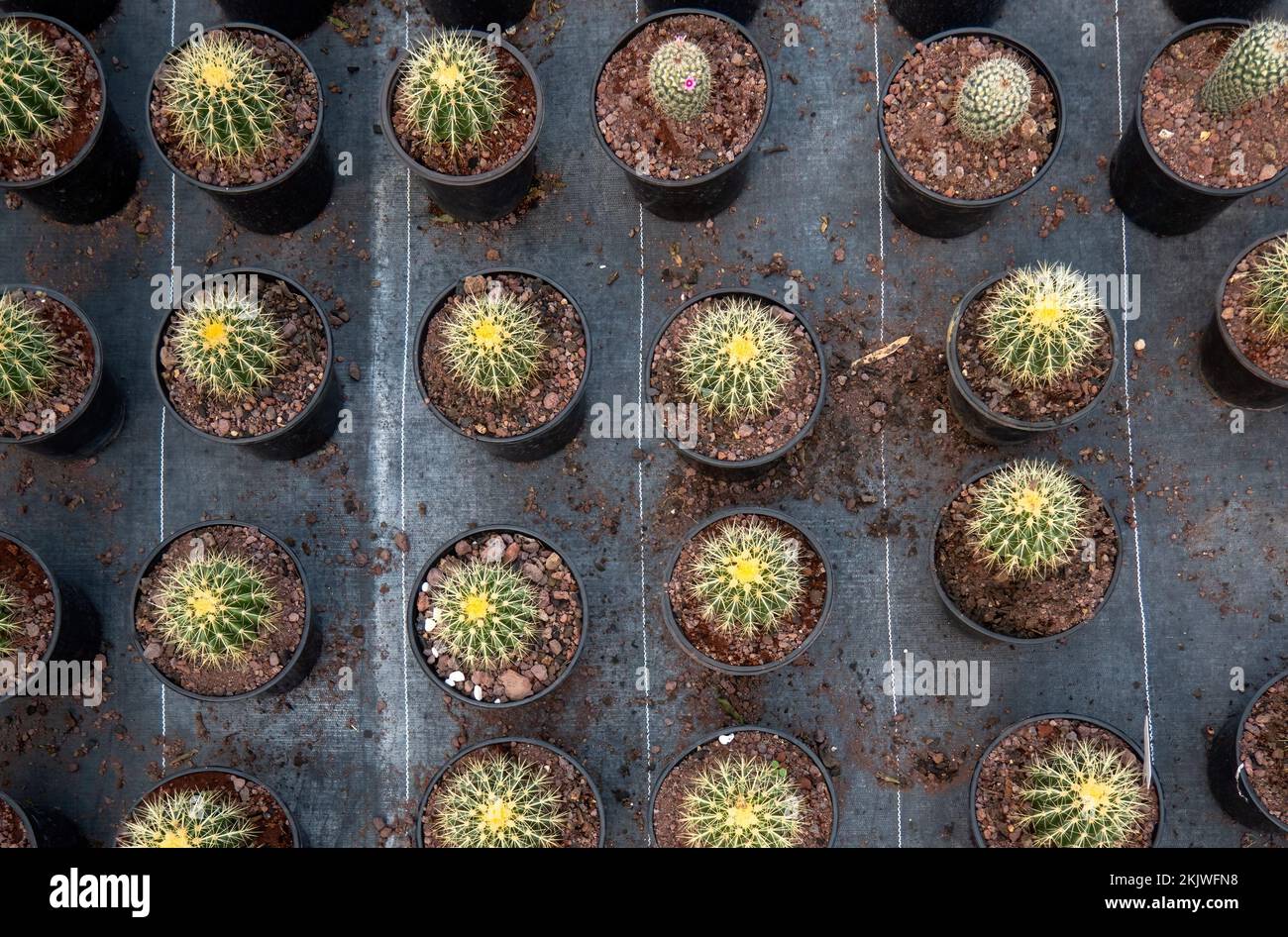 A many small cactus plants - potted cacti plant collection Stock Photo ...
