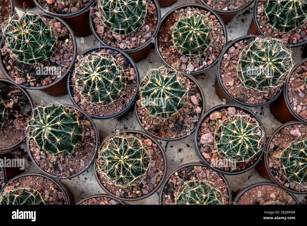 A many small cactus plants - potted cacti plant collection Stock Photo ...