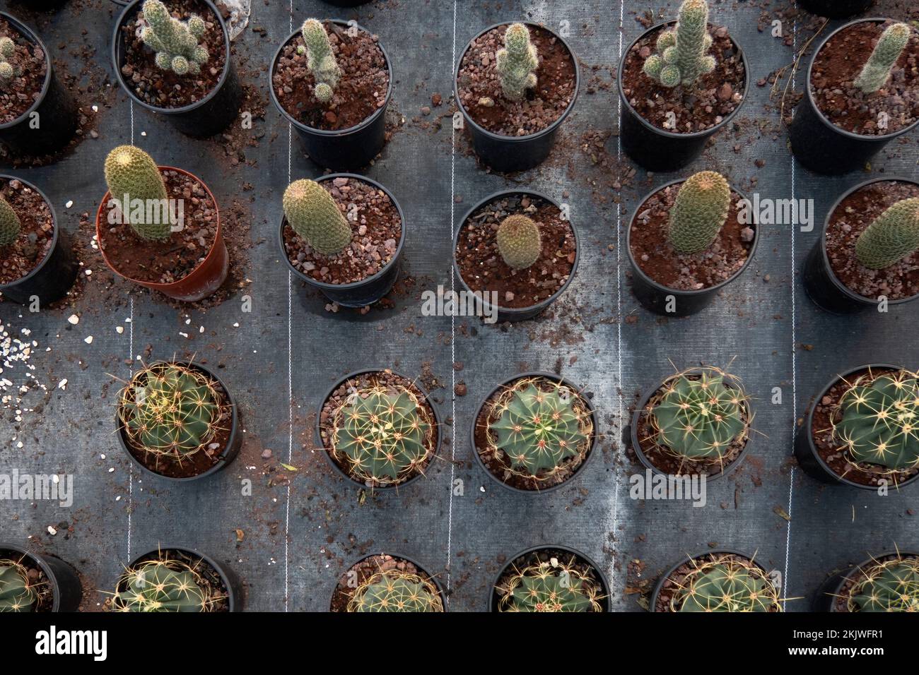 A many small cactus plants - potted cacti plant collection Stock Photo ...
