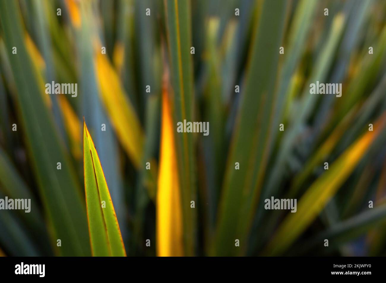 A new zealand flax leaves phormium agavaceae tanax Stock Photo - Alamy