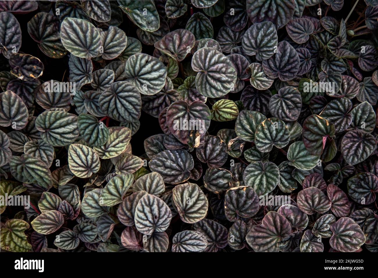 Peperomia caperata hi-res stock photography and images - Alamy