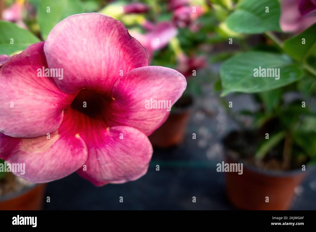 A Purple Allamanda (Allamanda blanchetii) Garden plants Stock Photo - Alamy
