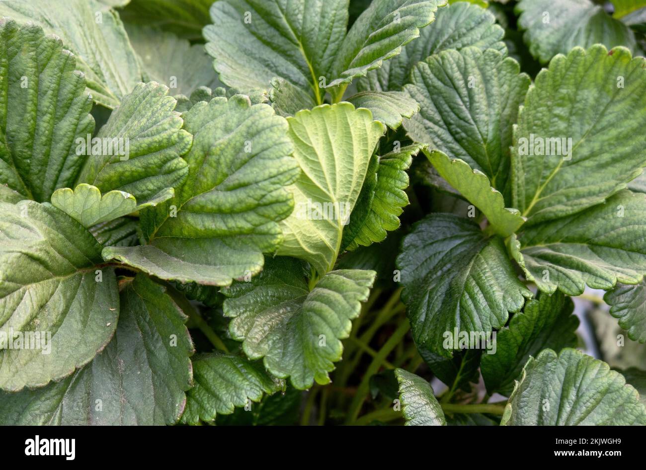 A Green leaves of garden strawberry for background Wild strawberry ...