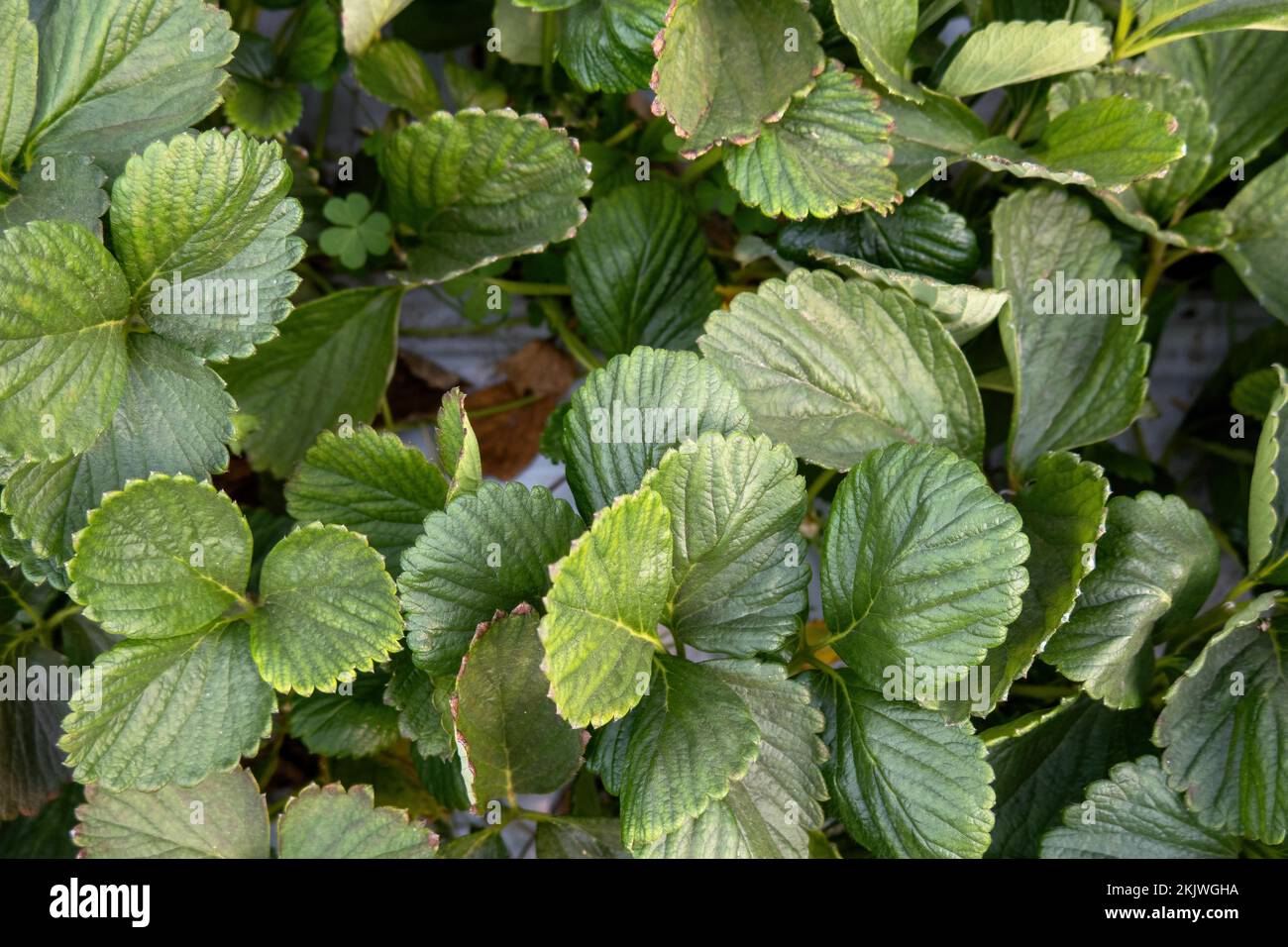 A Green leaves of garden strawberry for background Wild strawberry ...