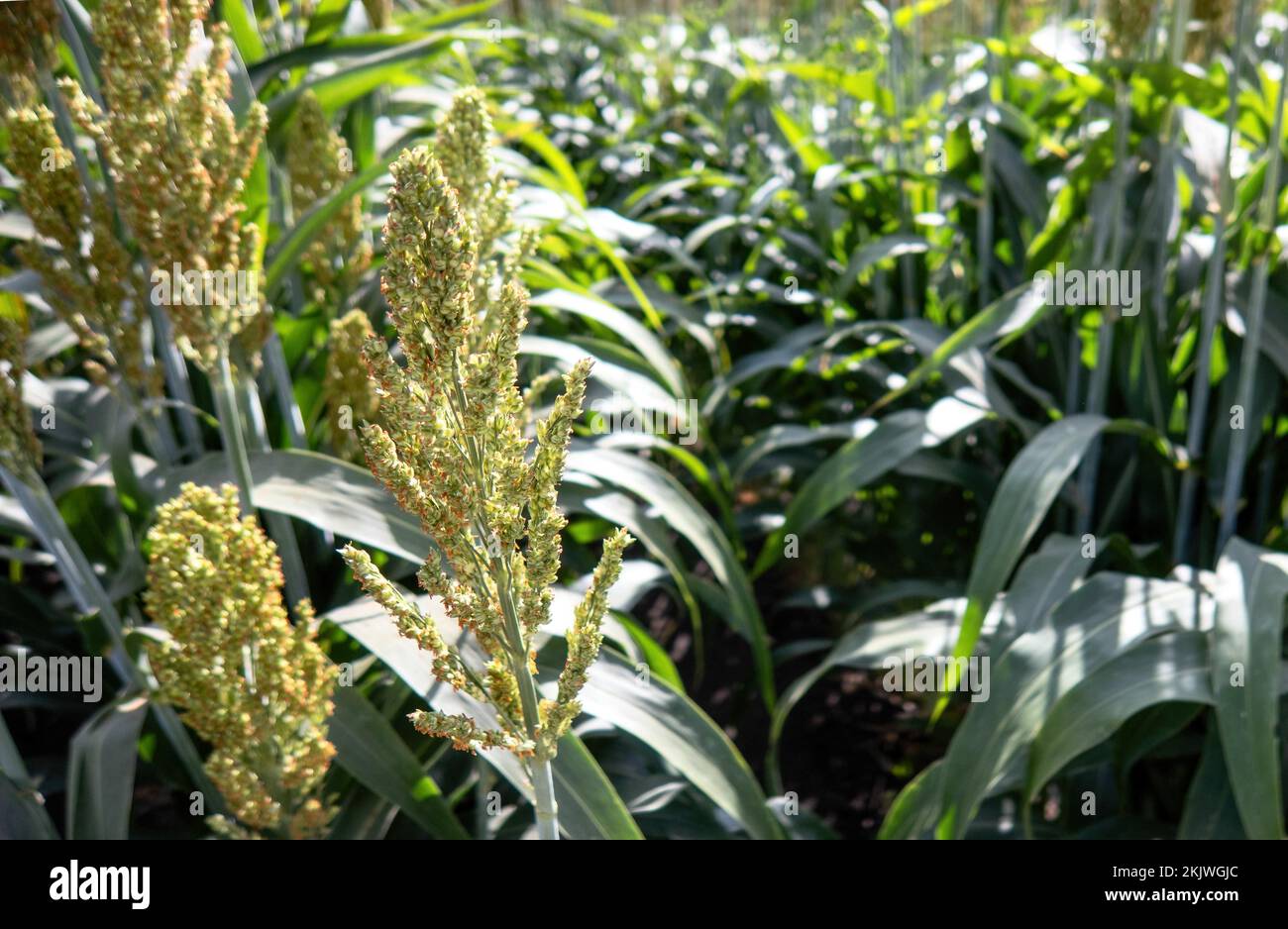 A Field of stalks and seeds of sweet sorghum. Millet field ...