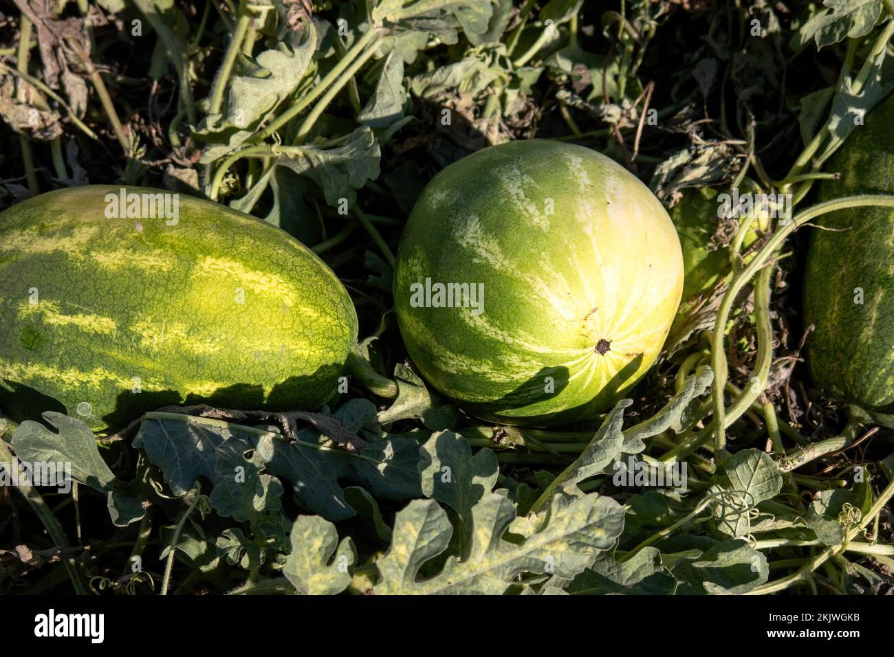 A Watermelon In Organic Summer Garden Stock Photo - Alamy